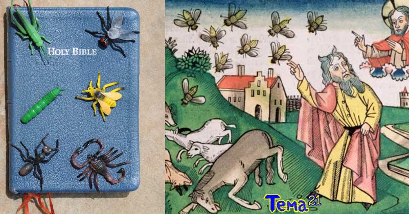 Insects in The Bible. Eating Insects | Тема 21