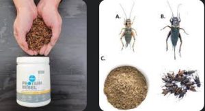 Acheta Powder: Brands and Foods That Are Revolutionizing Our Diets ...